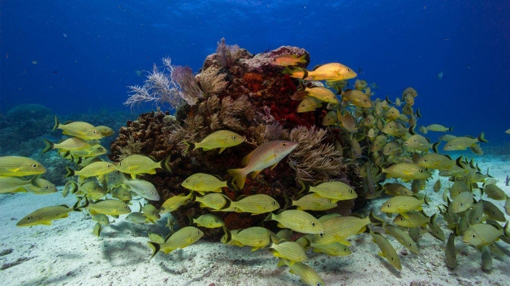 Elliott Key Campground - Discover Our Parks