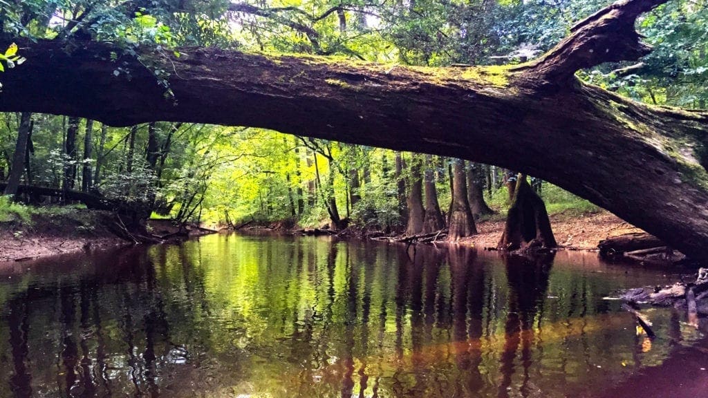 Congaree National Park - Discover Our Parks
