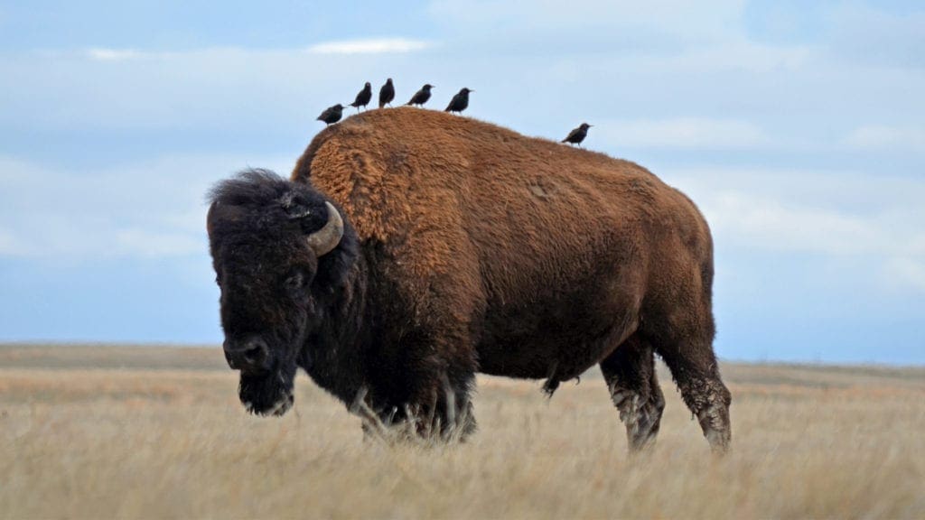 Wind Cave National Park - Discover Our Parks
