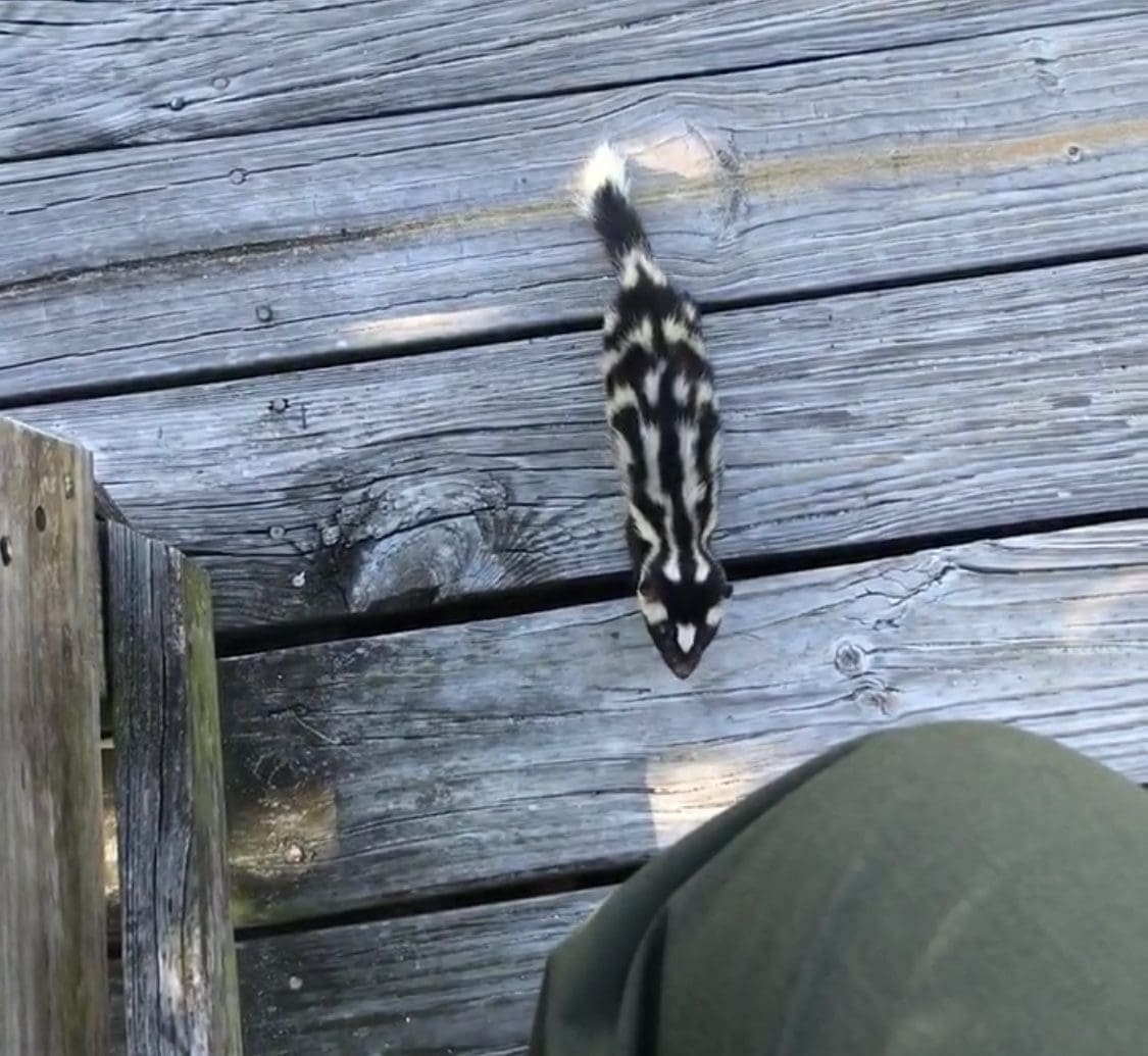 The Reclusive Eastern Spotted Skunk: Wildlife of the Week – 2022 Week ...