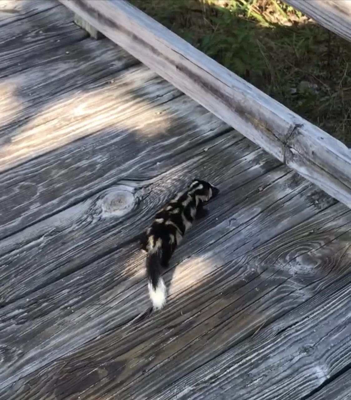 The Reclusive Eastern Spotted Skunk: Wildlife of the Week – 2022 Week ...