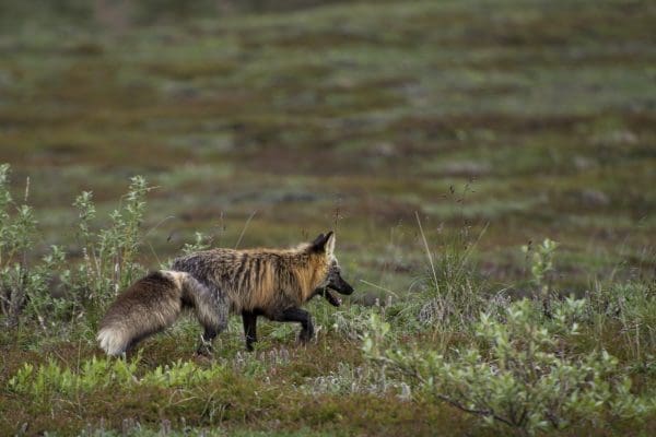 The Elusive Red Fox: Wildlife of the Week – 2022 Week 18 - Discover Our ...