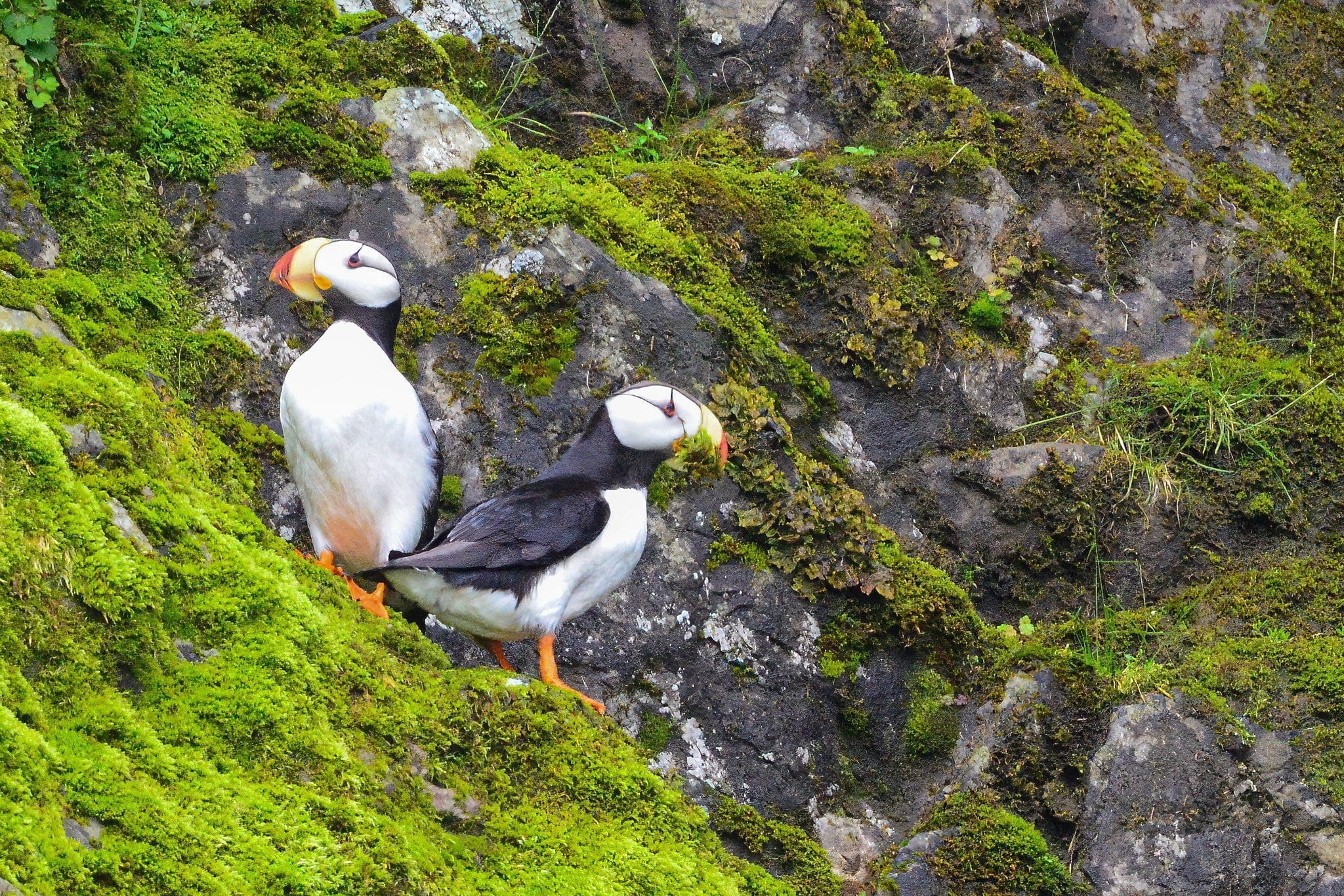 The Beautiful Horned Puffin: Wildlife of the Week – 2023 Week 16 ...