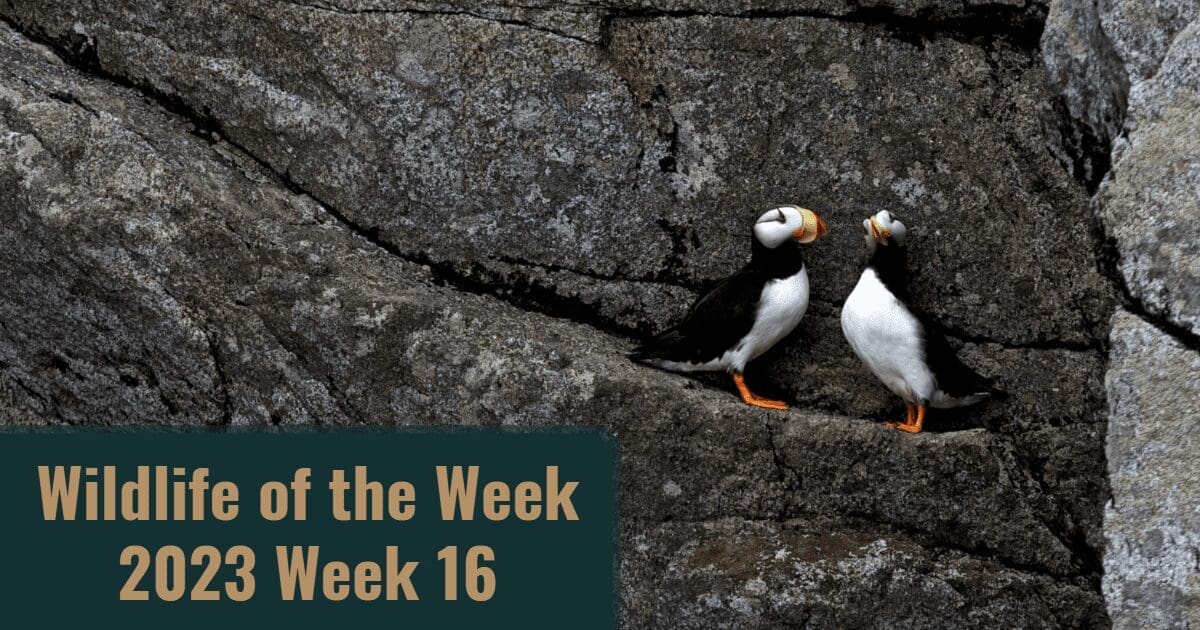 The Beautiful Horned Puffin: Wildlife of the Week – 2023 Week 16 ...